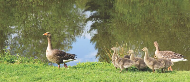 Keeping Geese: From Gosling to Goose - Grit